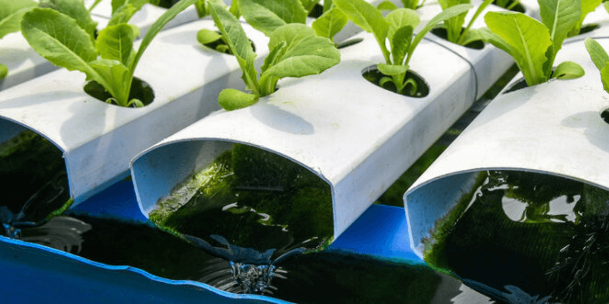 How to Prevent Algae Growth in Hydroponic Systems