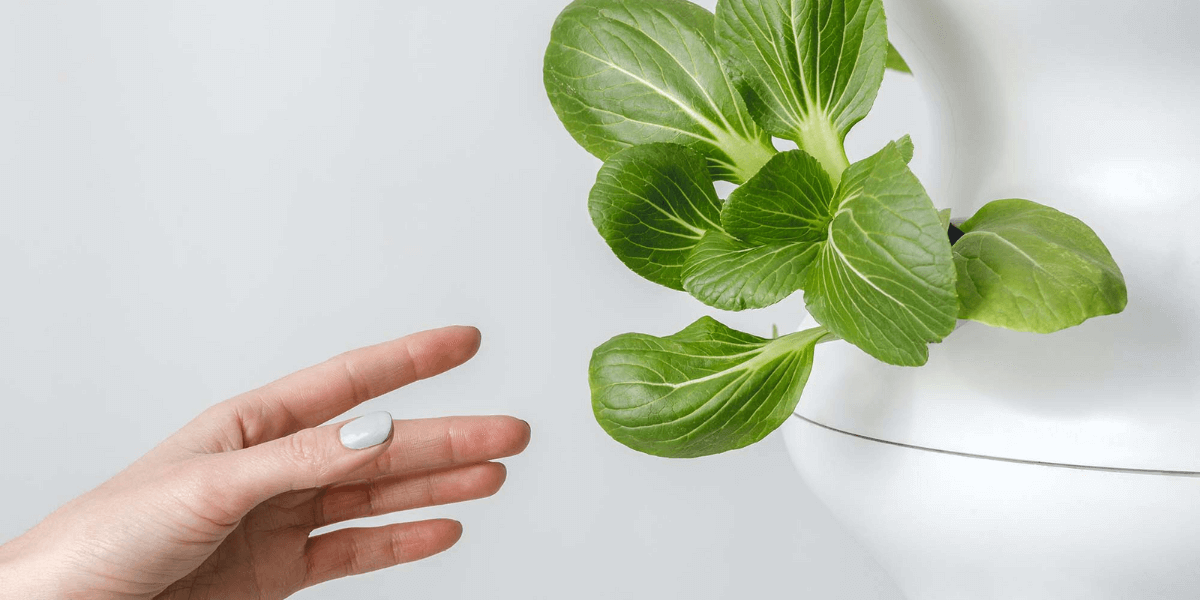 How to Troubleshoot Common Hydroponic Issues
