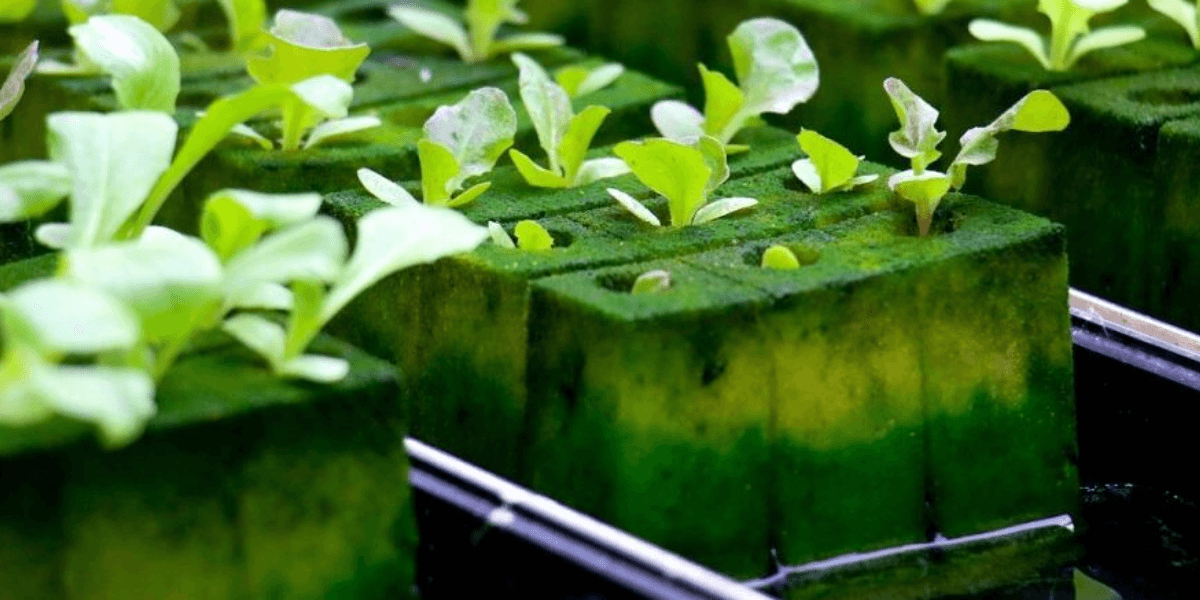 How to Prevent Algae Growth in Hydroponic Systems