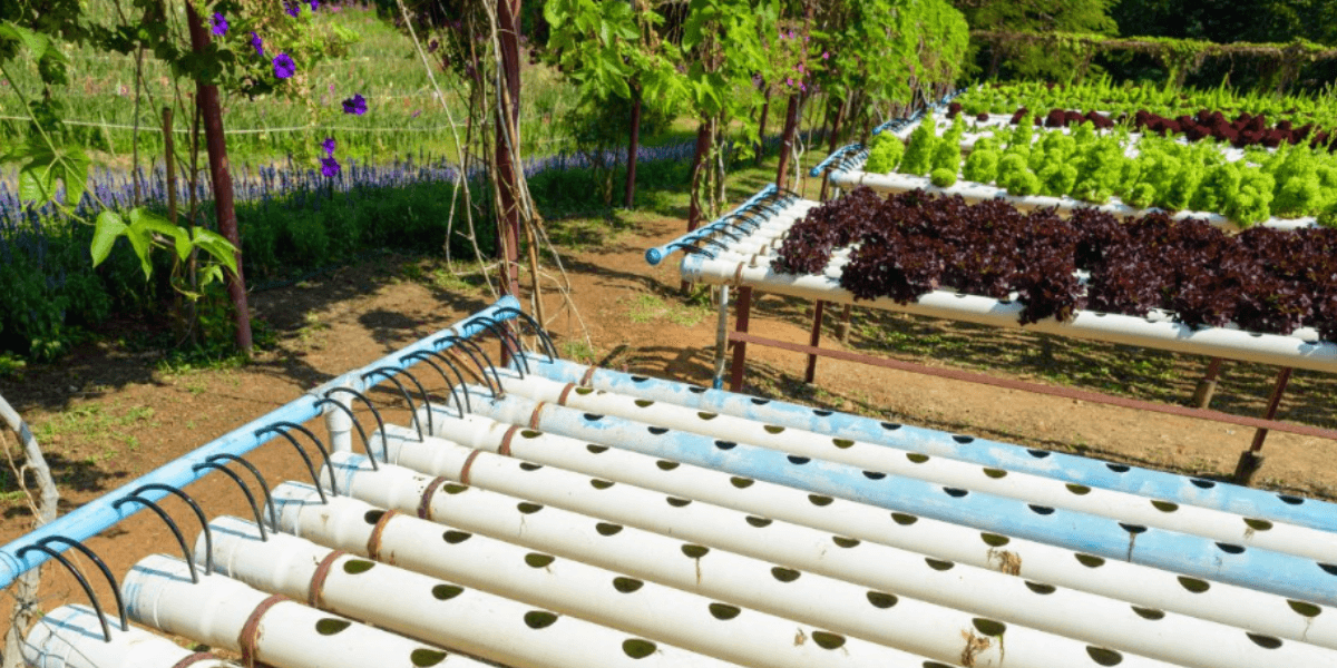 Your Hydroponic System Maintenance Guide