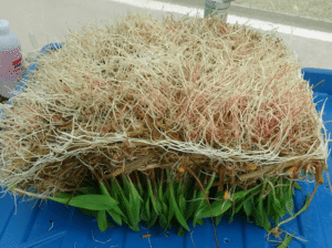 Complete Hydroponic Fodder Growing Guide