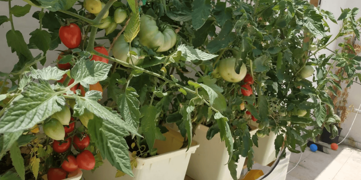 Dutch Bucket Tomato Growing Guide
