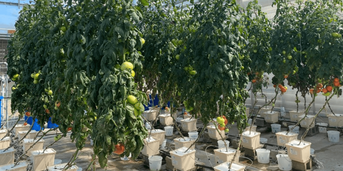 Dutch Bucket Tomato Growing Guide