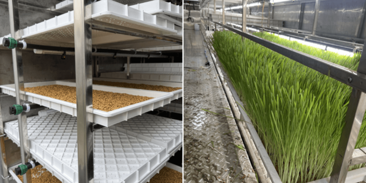 Complete Hydroponic Fodder Growing Guide