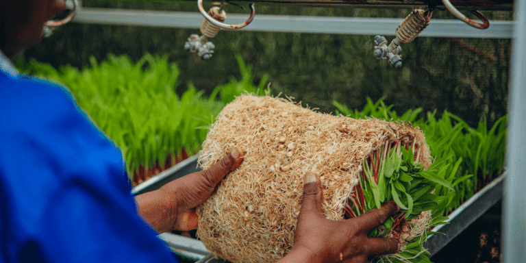 Complete Hydroponic Fodder Growing Guide