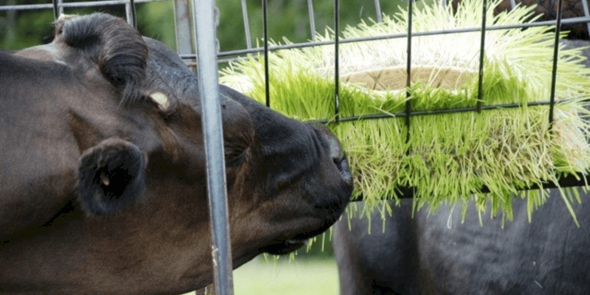 Hydroponic Fodder: How to Grow Fresh Feed in Just 7 Days
