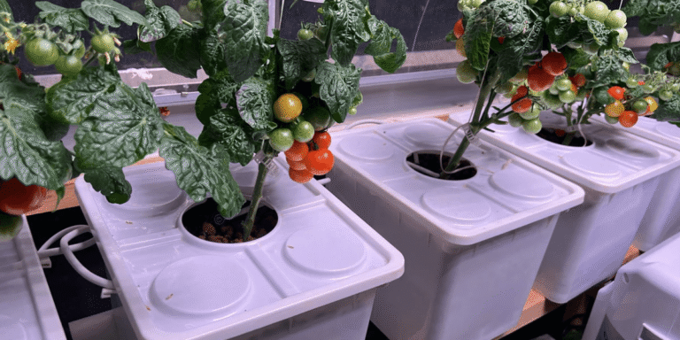 Growing Tomatoes in Dutch Buckets: A Complete Beginner’s Guide