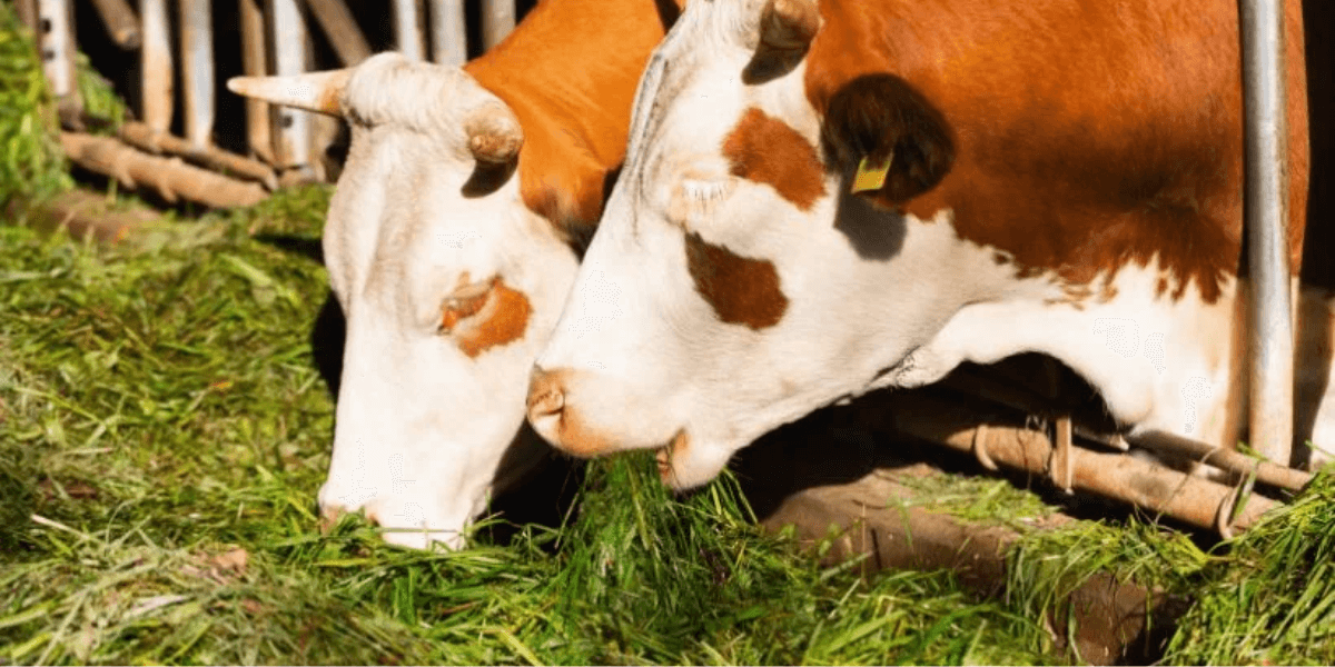 Complete Hydroponic Fodder Growing Guide