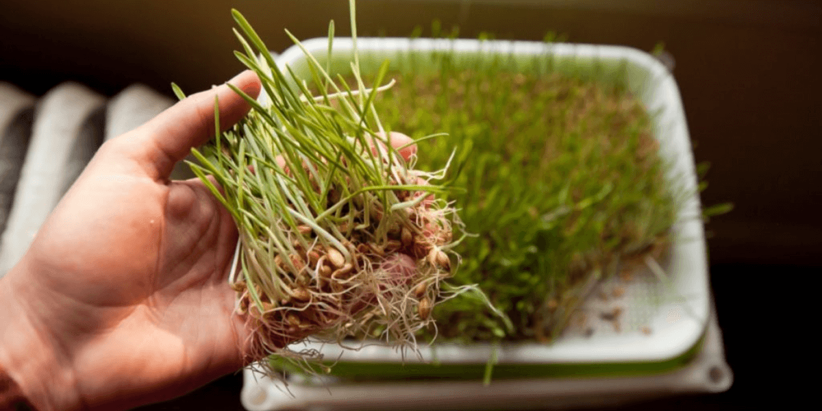 Hydroponic Fodder: How to Grow Fresh Feed in Just 7 Days