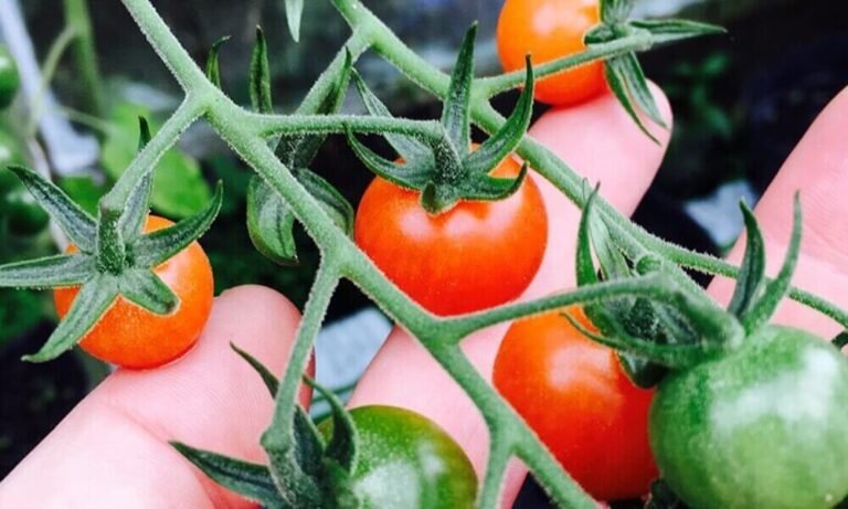 Tomato Growing Tips in Dutch Bucket
